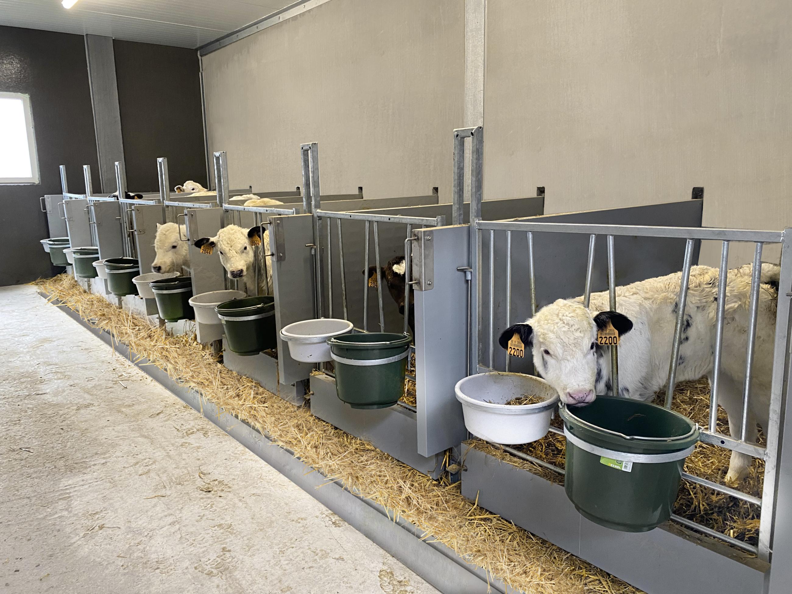 Trouvez votre case à veau idéale | Vervaeke AGRI